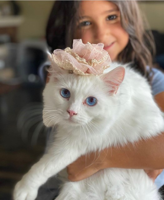 Cassie | AnamCara Ragdolls